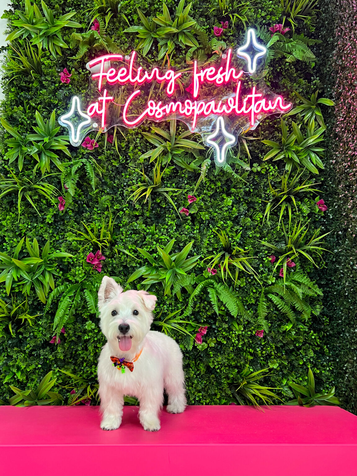 Spa | Grooming | Dog Spa Services by Cosmopawlitan